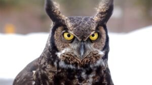 The 20 scariest and most dangerous birds on Earth — including one that ...